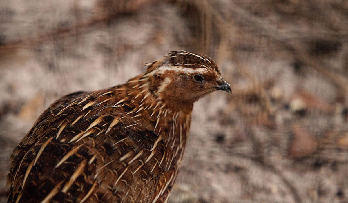 Conheça a origem das codornas - Granja Loureiro